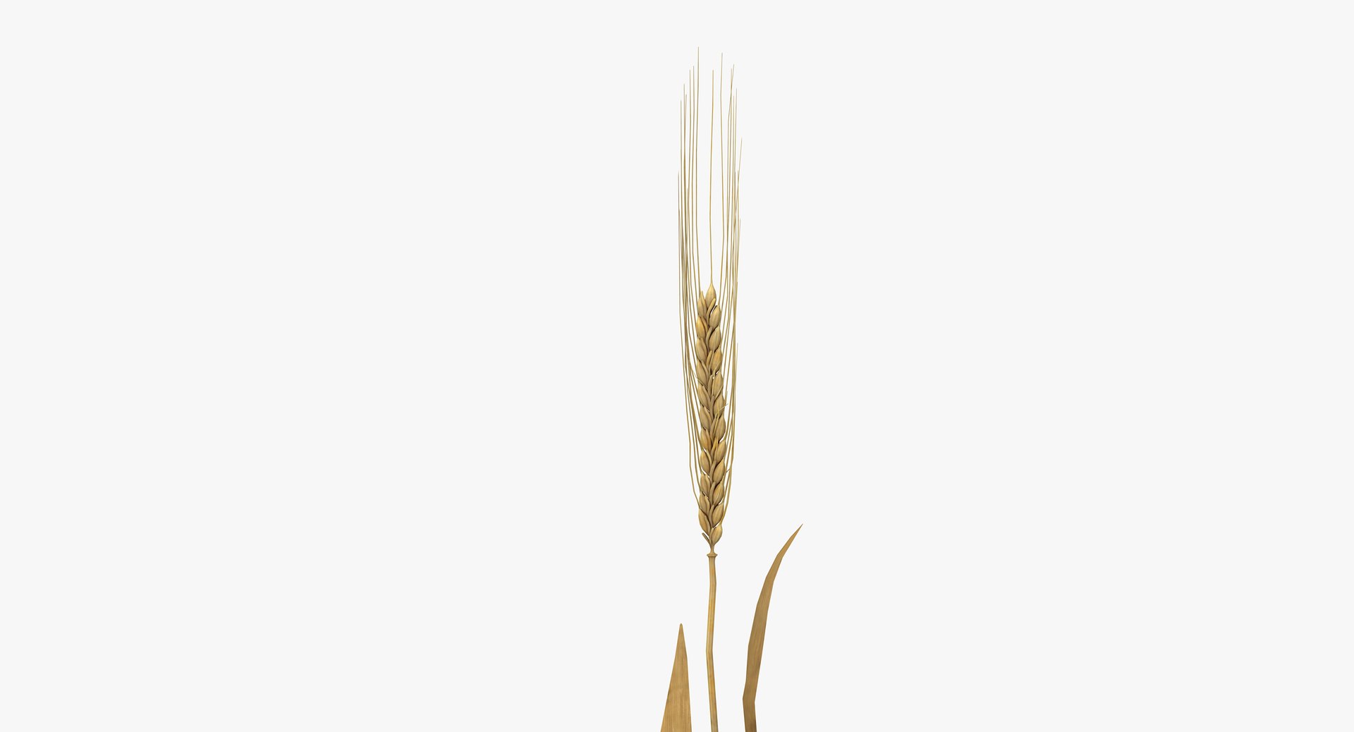 3D Barley - TurboSquid 1249997