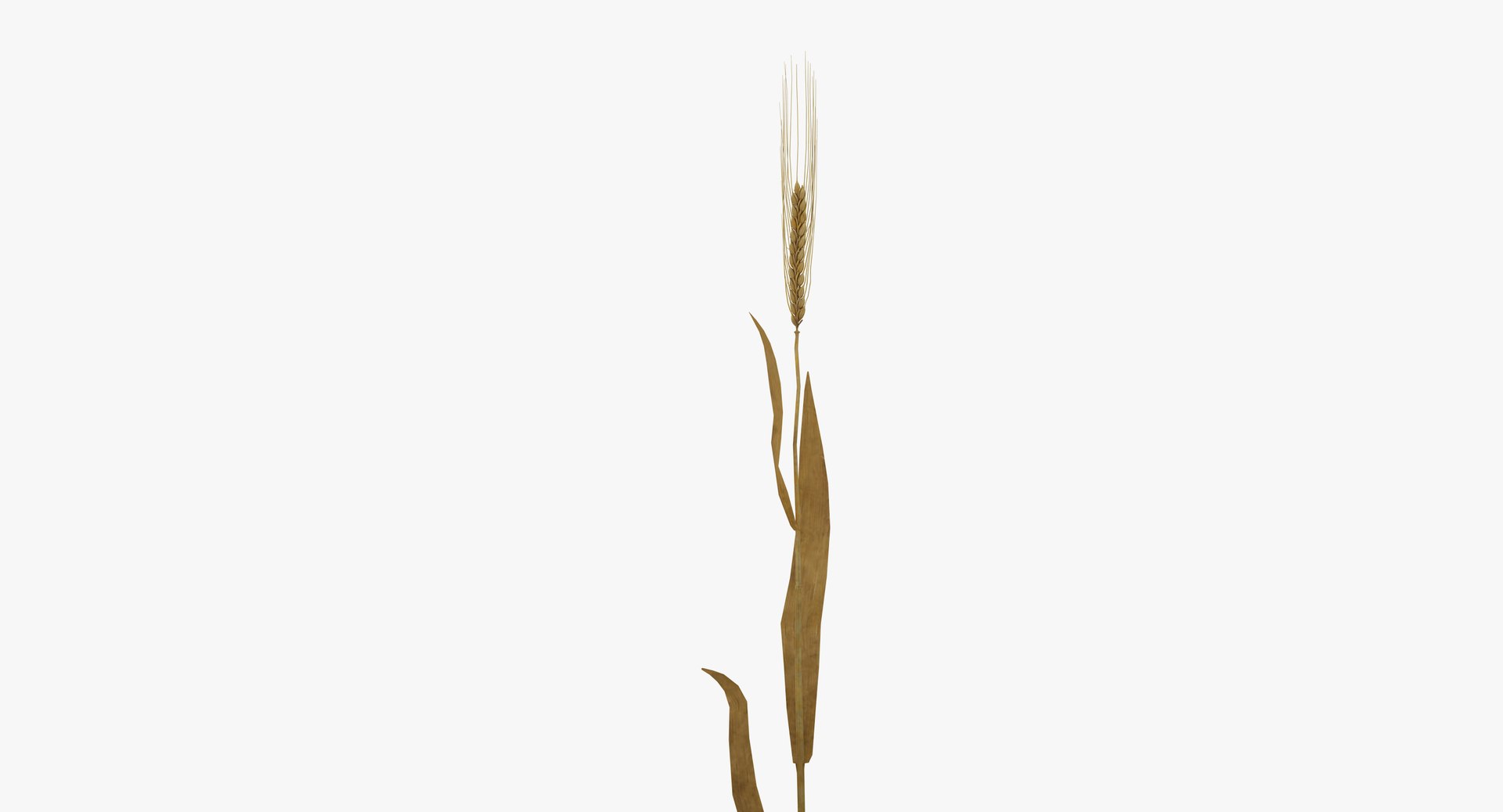 3D Barley - TurboSquid 1249997