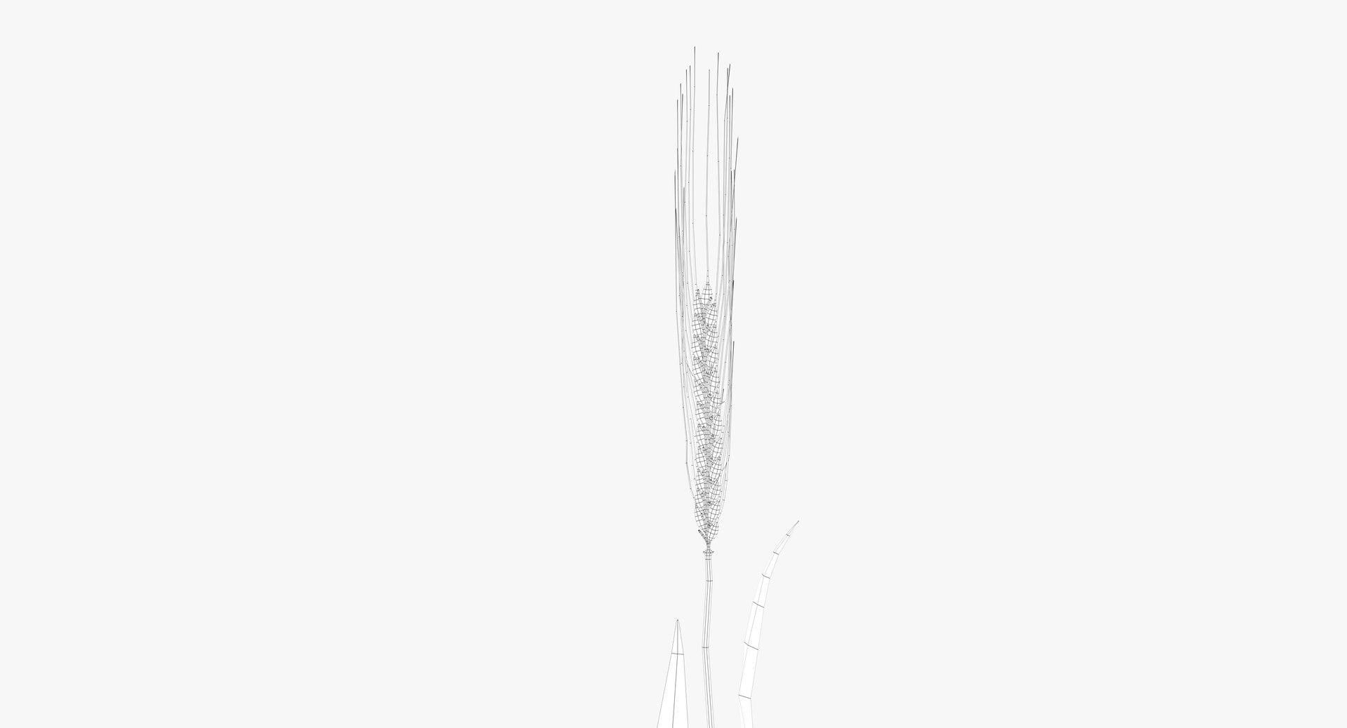 3D Barley - TurboSquid 1249997