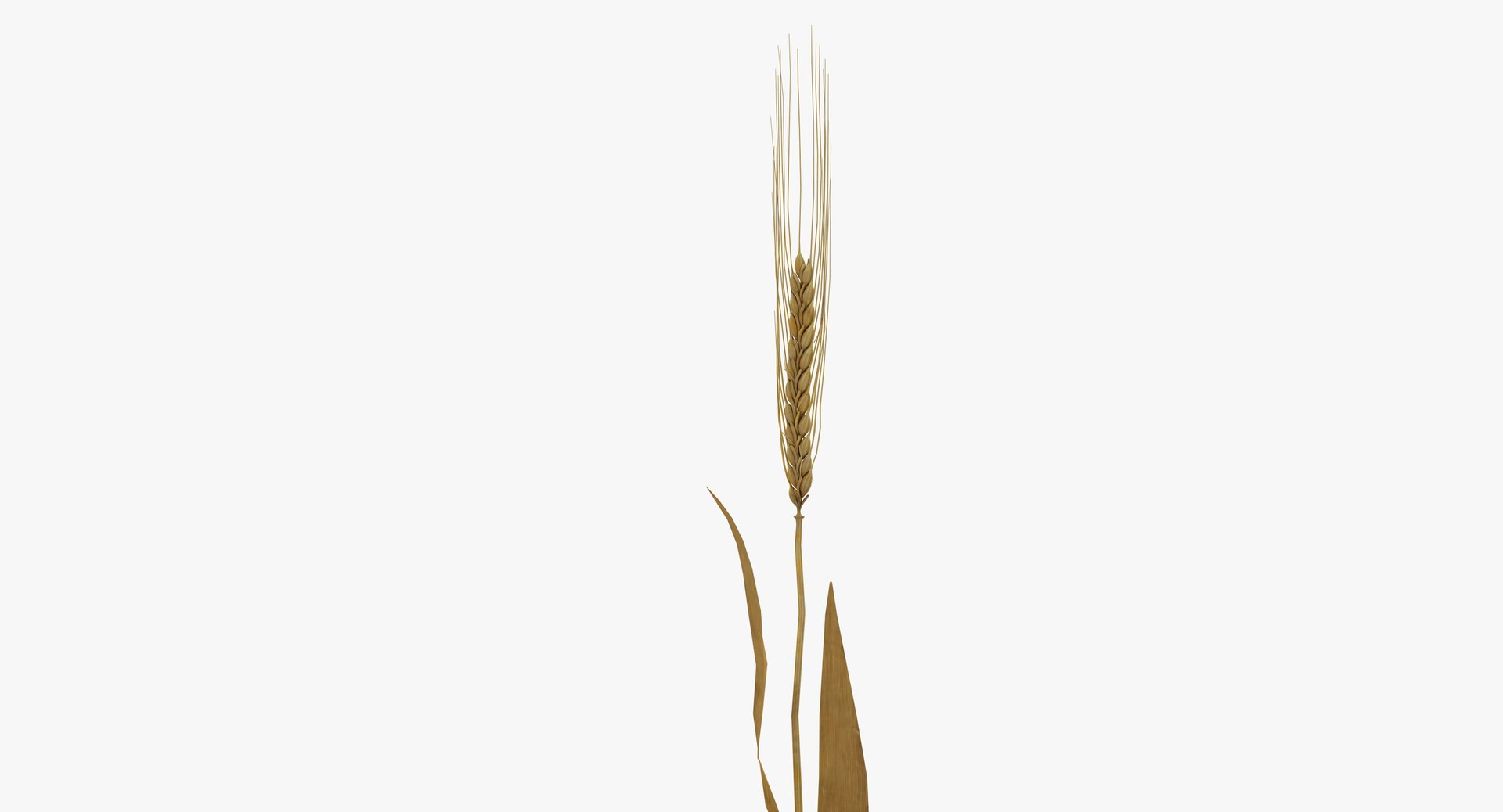 3D Barley - TurboSquid 1249997