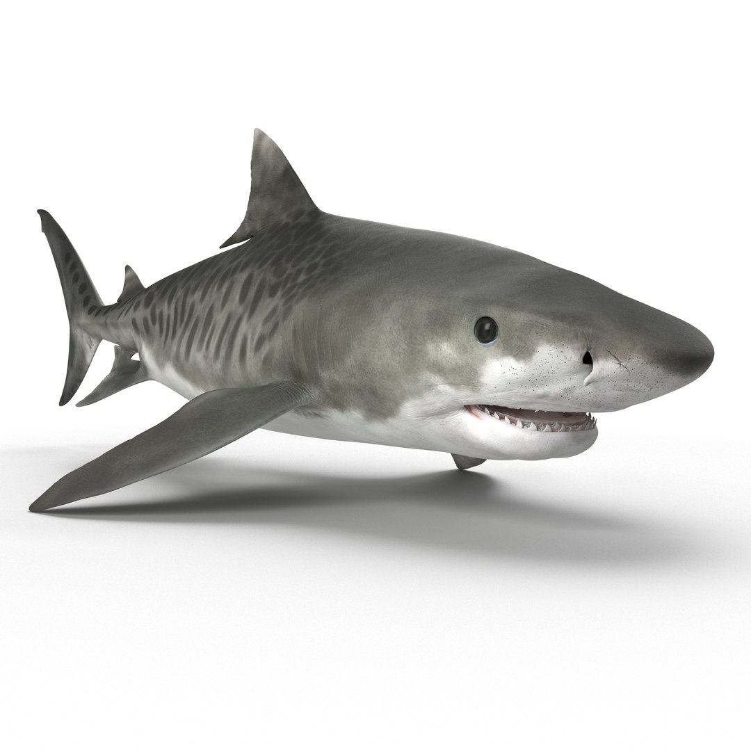 Tiger shark rigged 3D model - TurboSquid 1545486