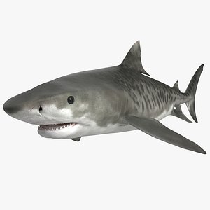 Download Free & Premium Tiger Shark 3D Models | TurboSquid