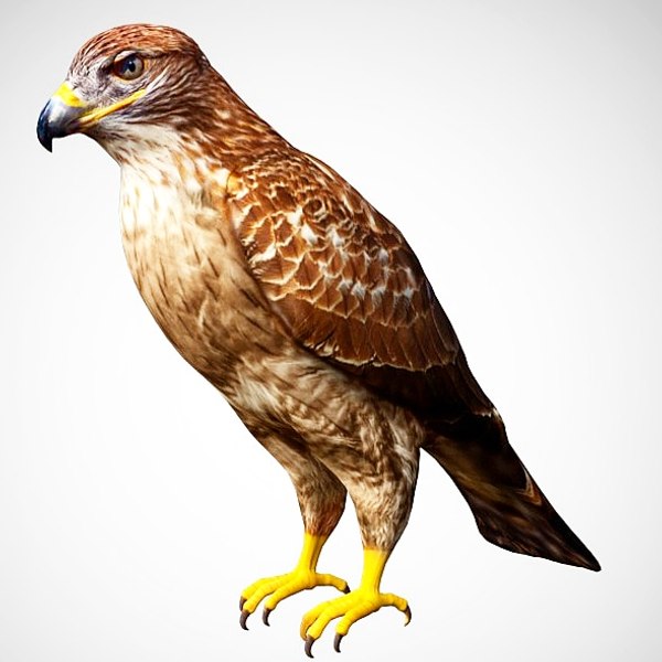 Hawk 3D Models for Download | TurboSquid