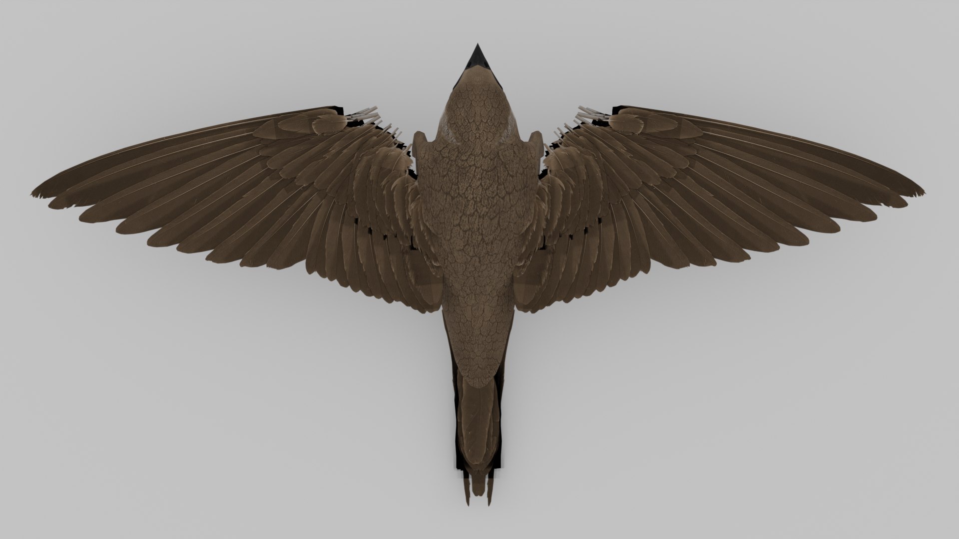 Detailed 3D Model Of A Bank Swallow Bird 3D Model - TurboSquid 2399969