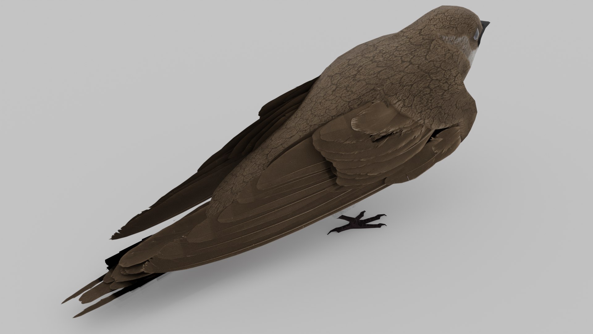 Detailed 3D Model Of A Bank Swallow Bird 3D Model - TurboSquid 2399969