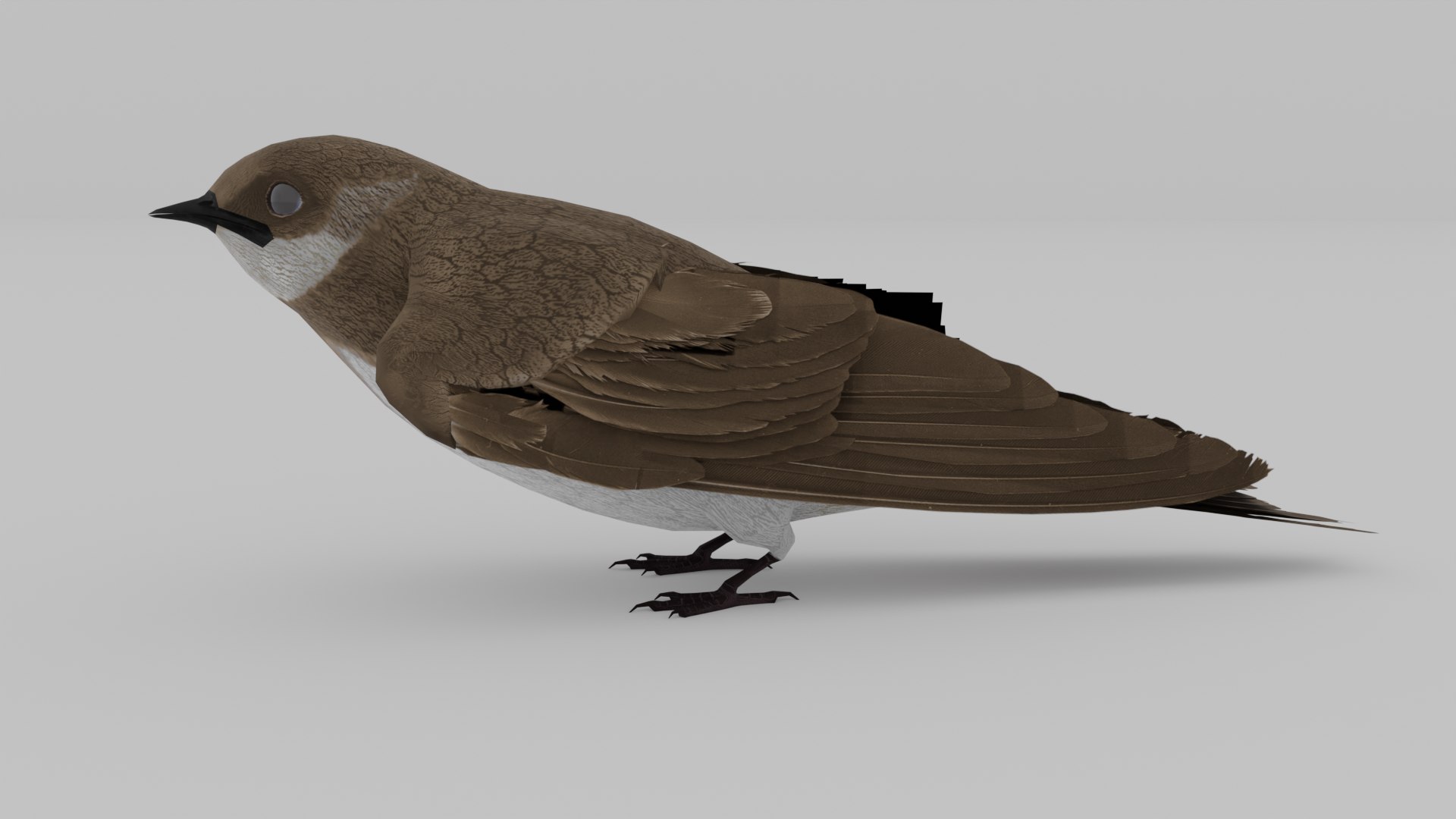 Detailed 3D Model Of A Bank Swallow Bird 3D Model - TurboSquid 2399969