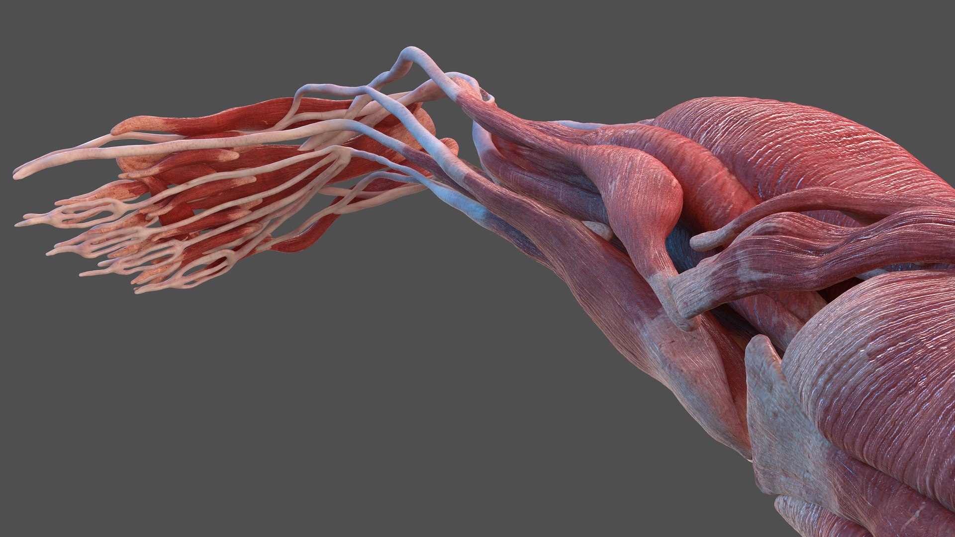 Male leg muscles bones human 3D model - TurboSquid 1466713