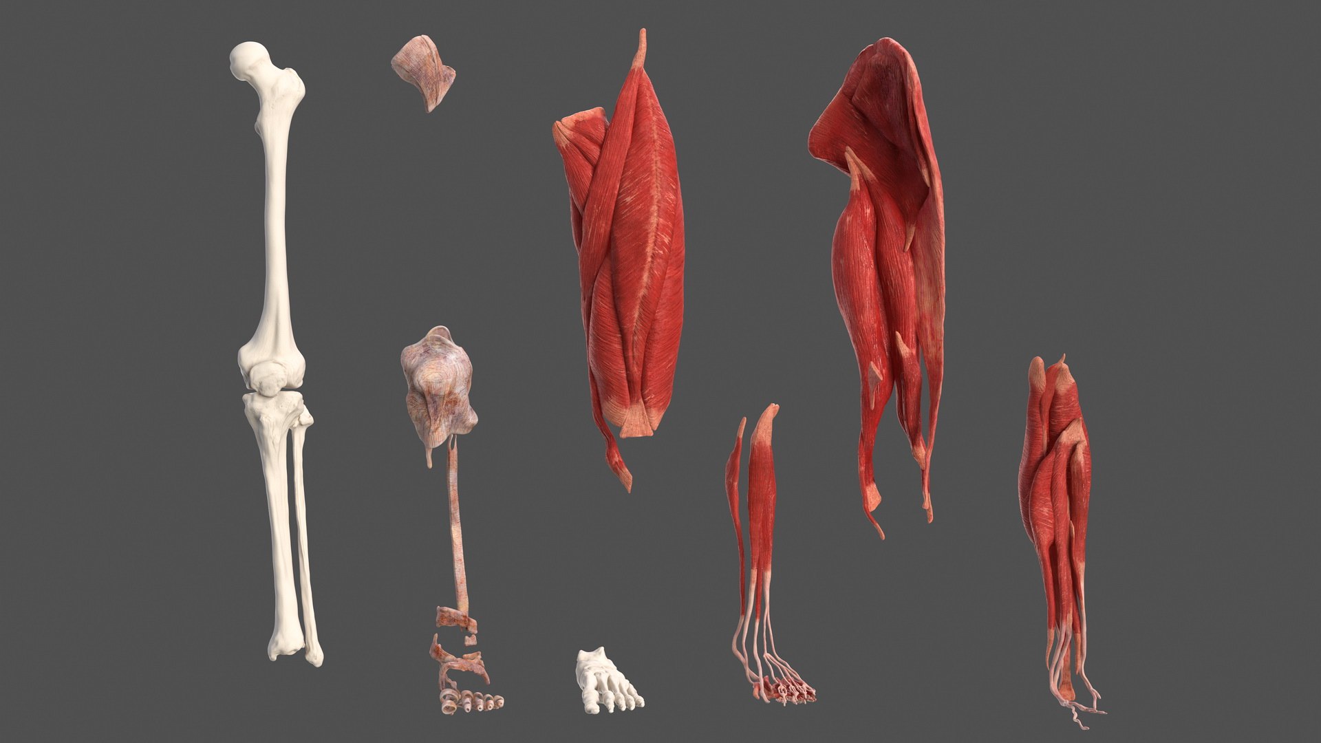 Male leg muscles bones human 3D model - TurboSquid 1466713