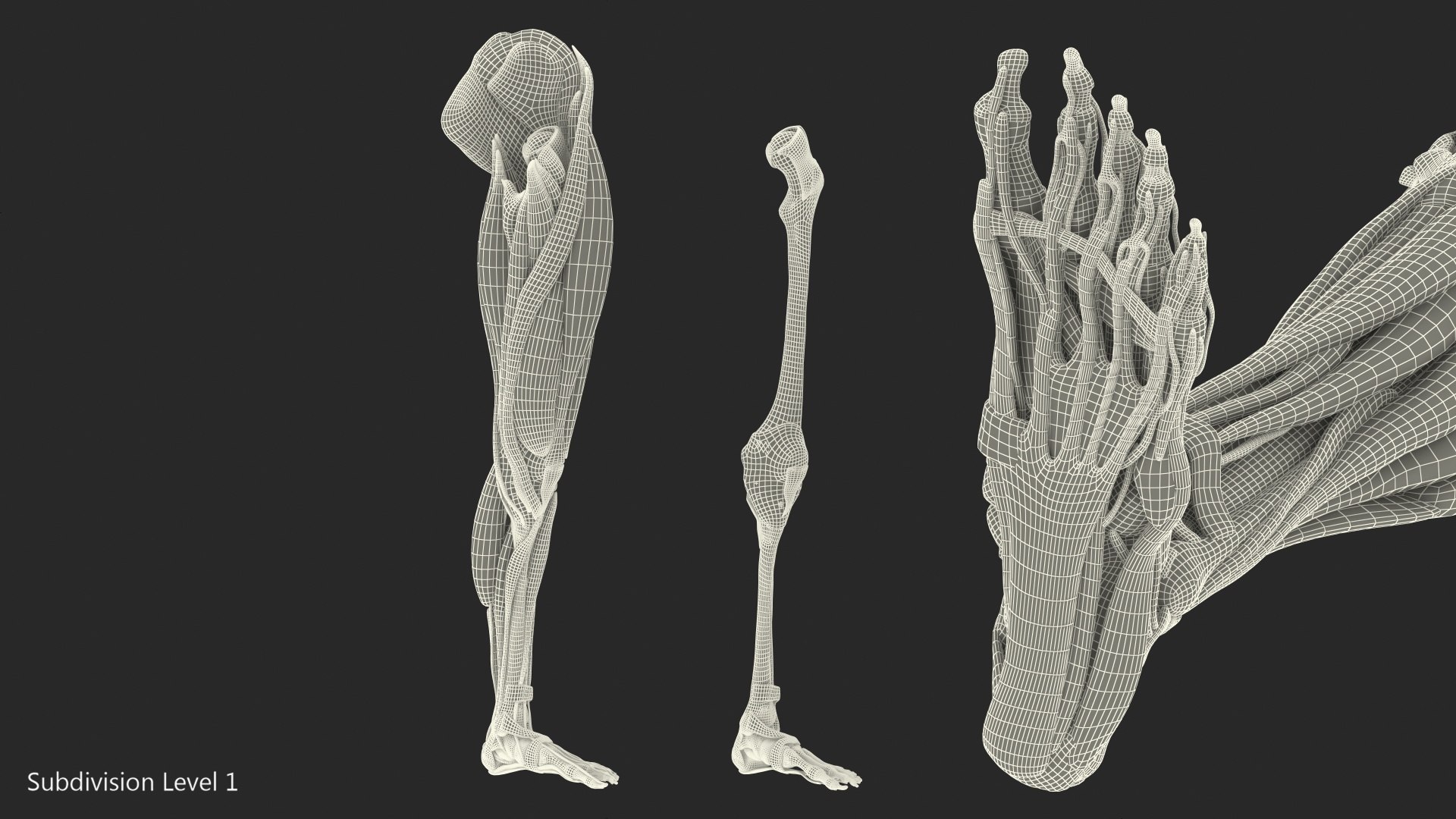 Male leg muscles bones human 3D model - TurboSquid 1466713