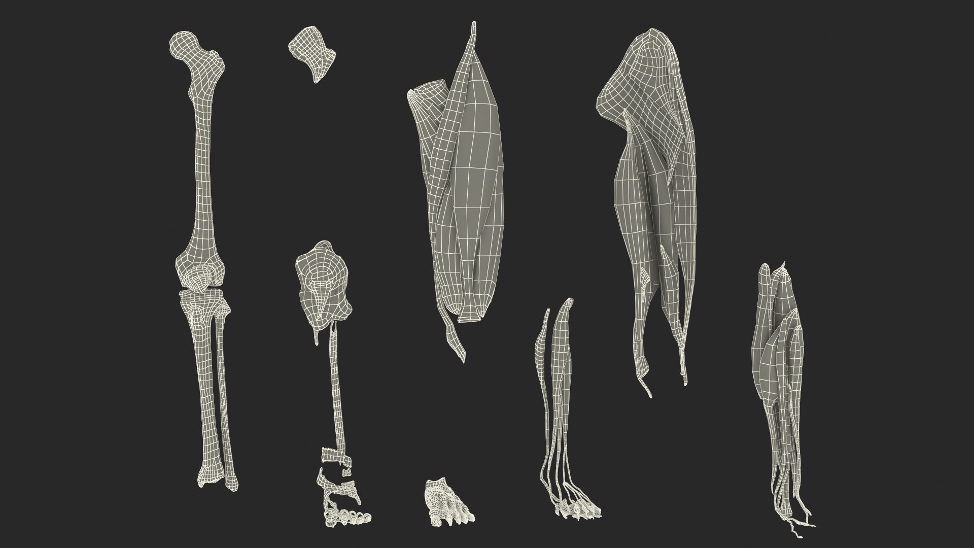 Male leg muscles bones human 3D model - TurboSquid 1466713