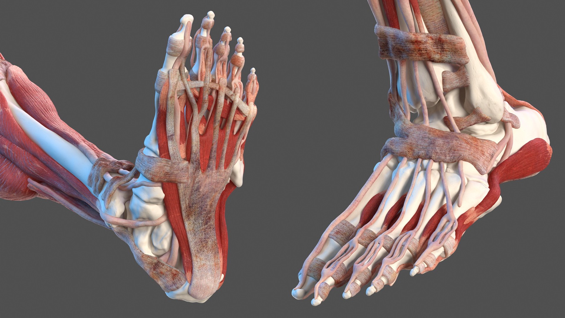 Male leg muscles bones human 3D model - TurboSquid 1466713