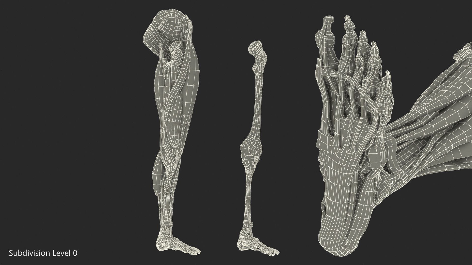Male leg muscles bones human 3D model - TurboSquid 1466713