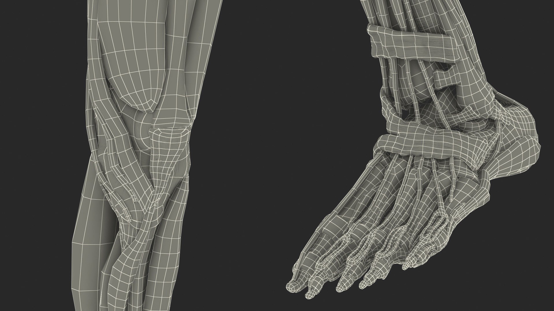 Male leg muscles bones human 3D model - TurboSquid 1466713
