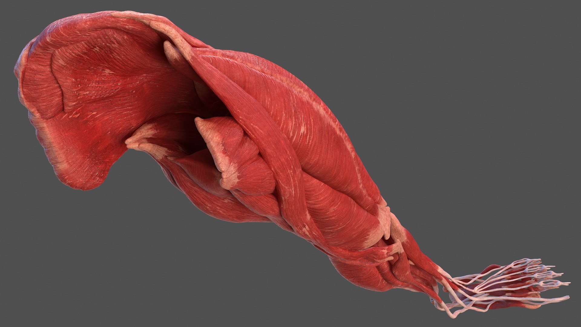 Male leg muscles bones human 3D model - TurboSquid 1466713