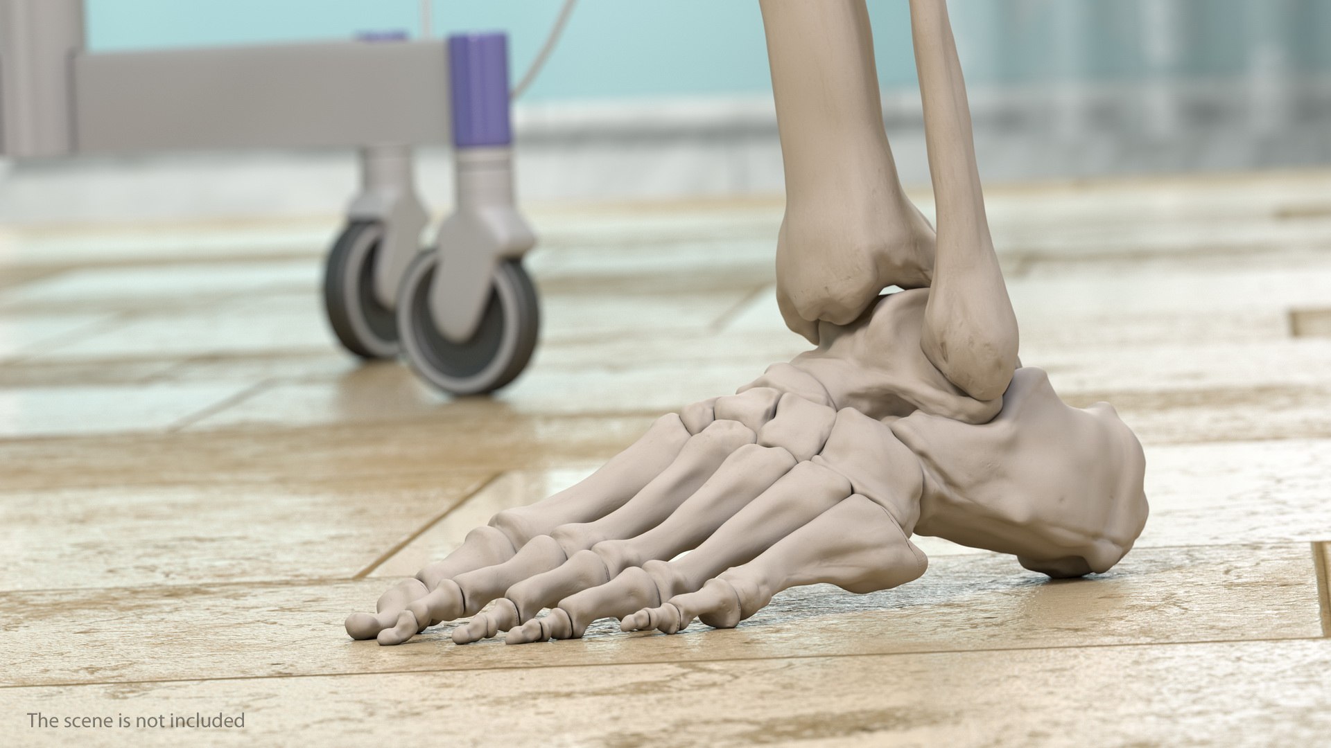 Male leg muscles bones human 3D model - TurboSquid 1466713