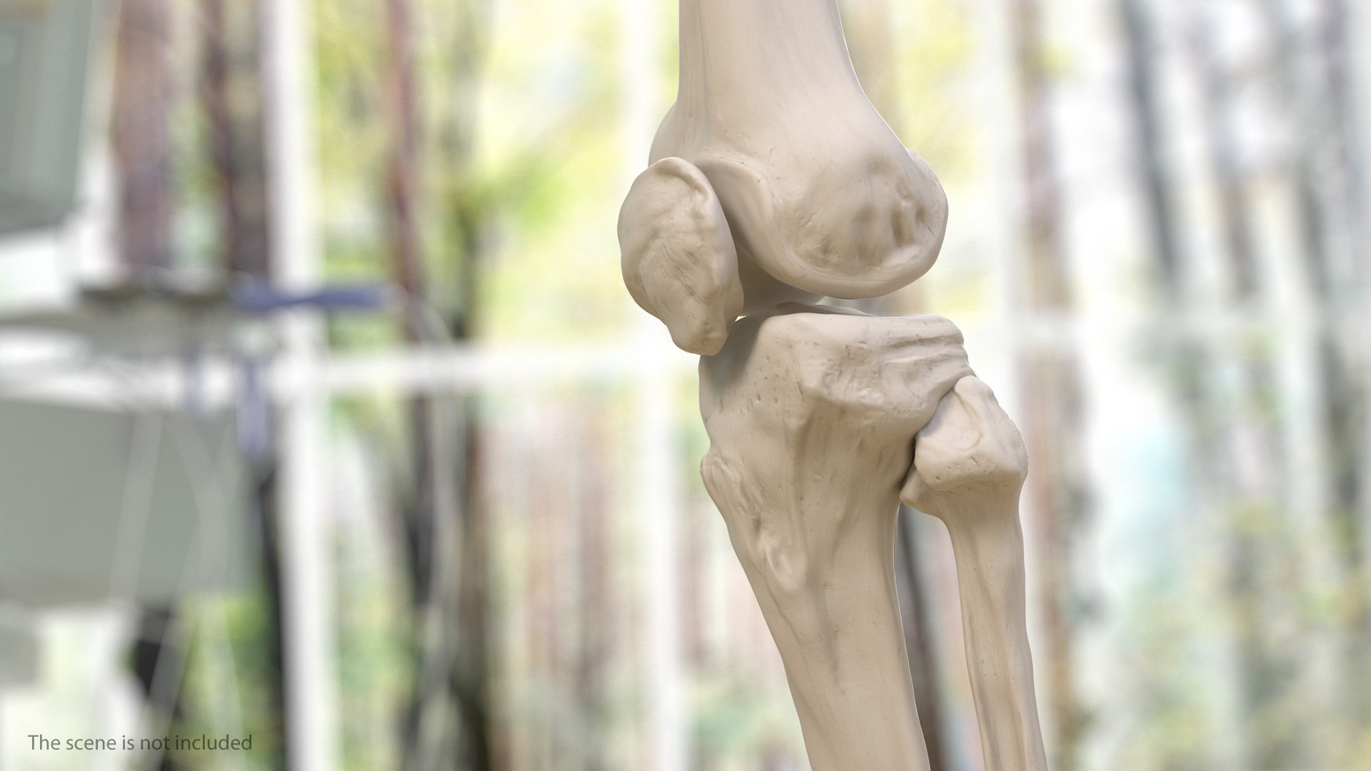 Male leg muscles bones human 3D model - TurboSquid 1466713