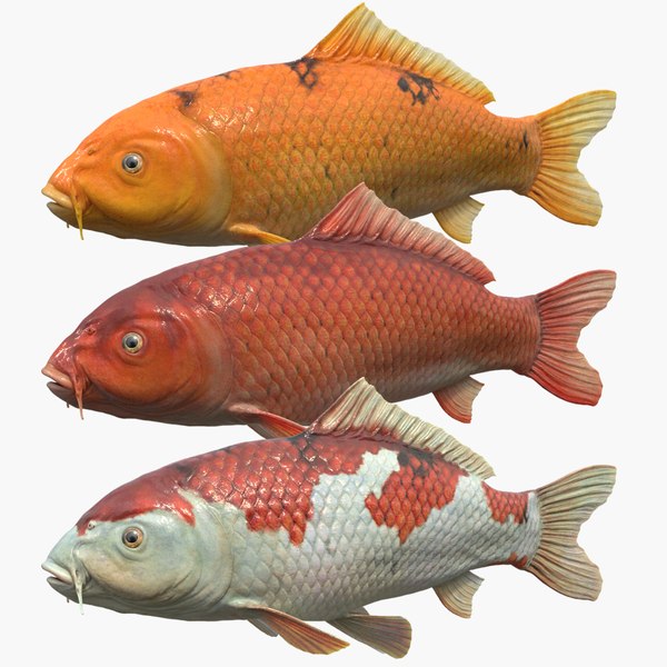 Koi 3D Models for Download | TurboSquid