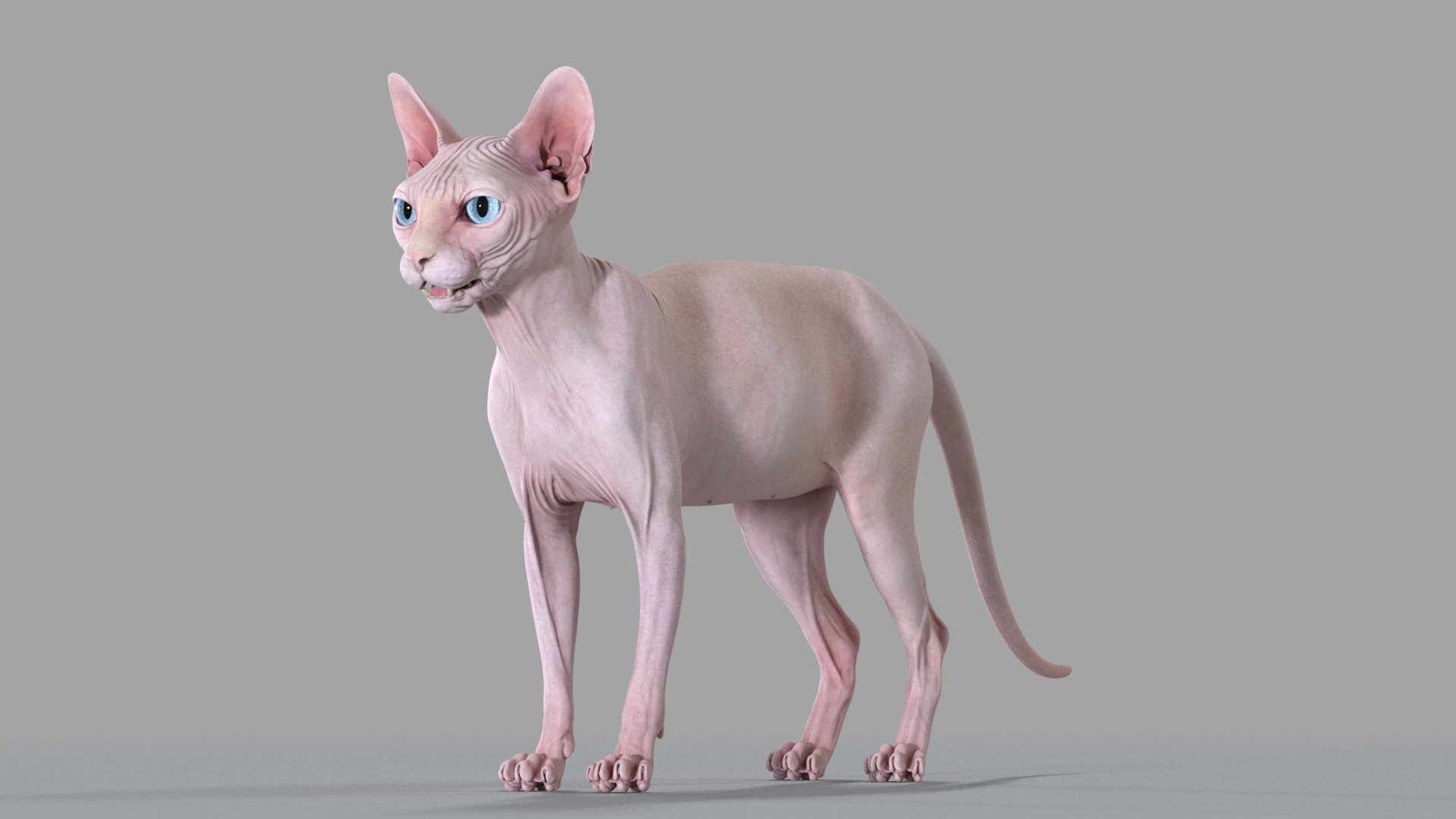 3D Sphynx Cat Pink - TurboSquid 1716367