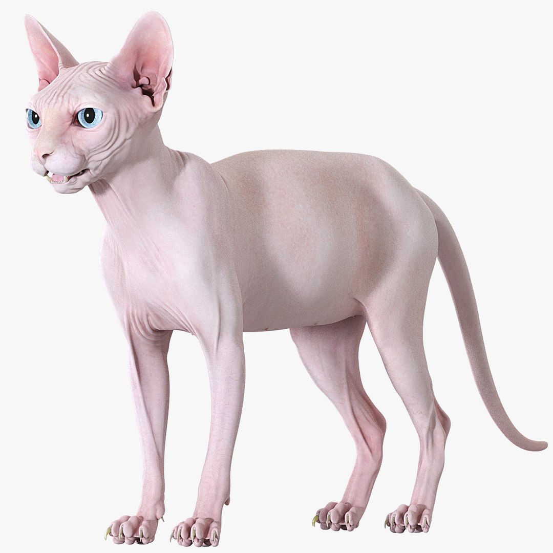 3D Sphynx Cat Pink - TurboSquid 1716367