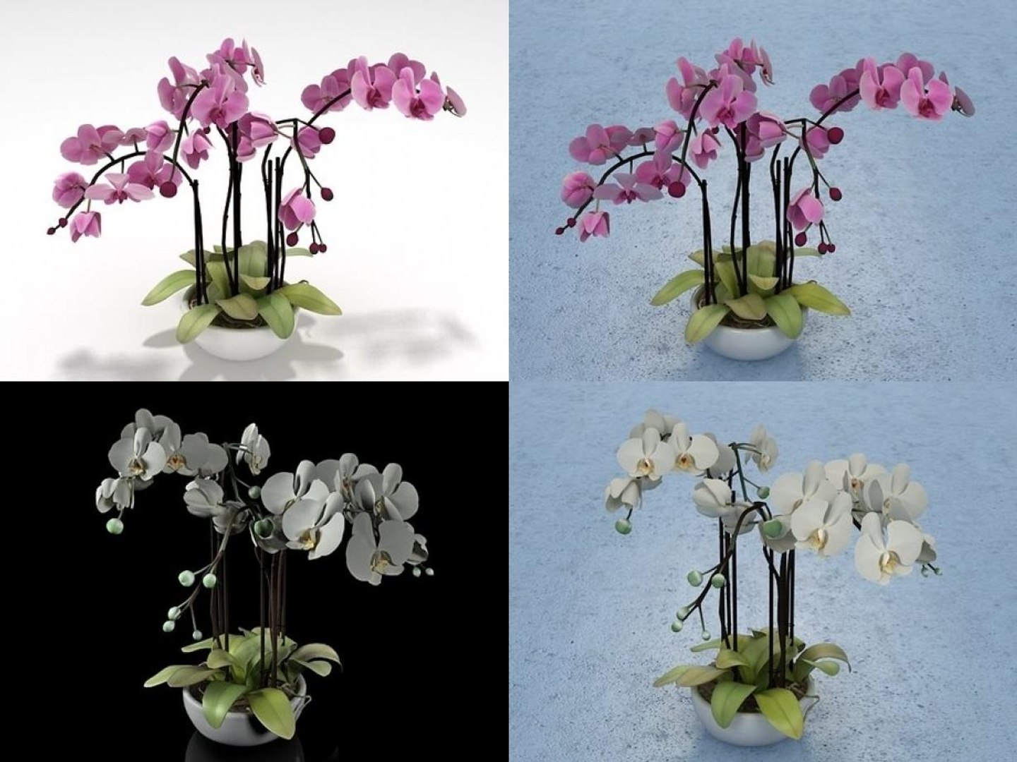 Free 3D Orchid N - TurboSquid 1185801