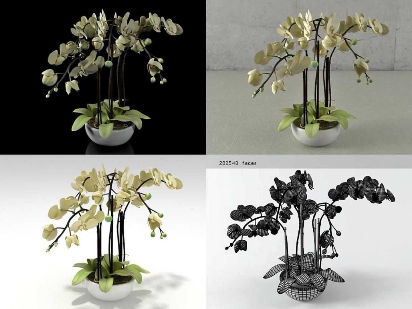 Free 3D orchid n - TurboSquid 1185801