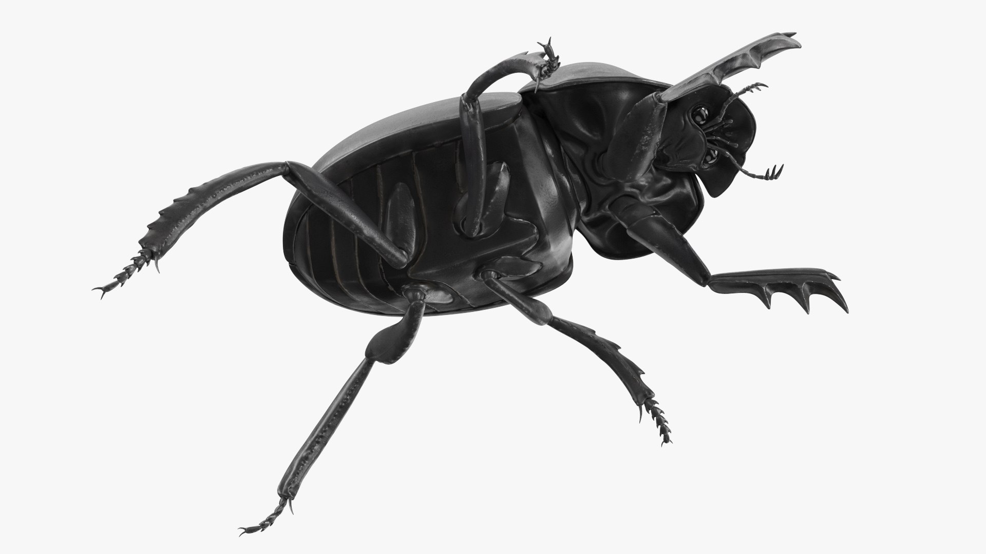3D Dung Beetle Standing - TurboSquid 2297130