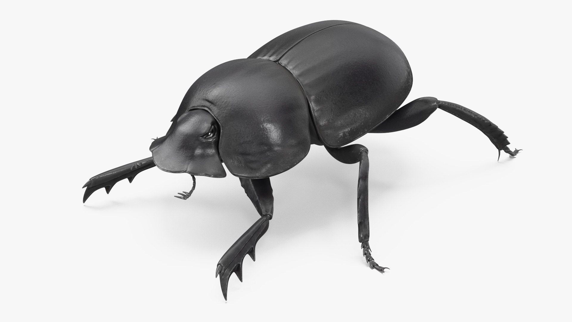 3D Dung Beetle Standing - TurboSquid 2297130