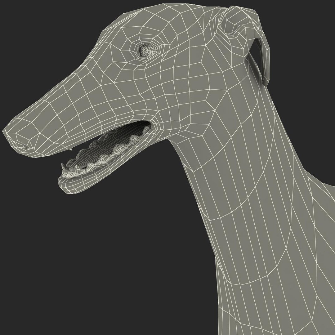 Maya Australian Greyhound 2 Fur