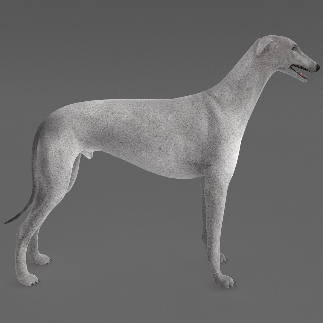 Maya Australian Greyhound 2 Fur