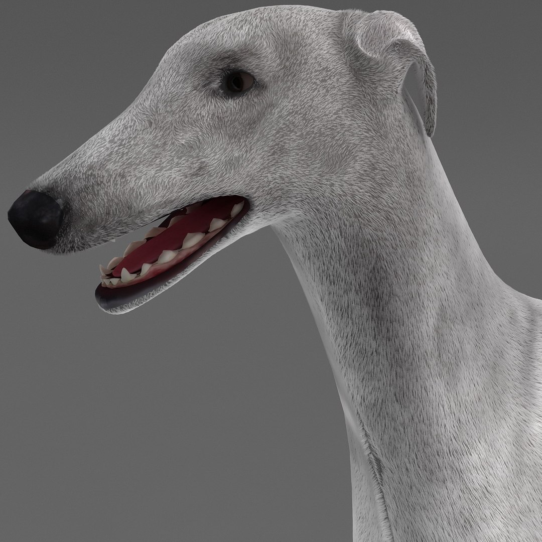 Maya Australian Greyhound 2 Fur