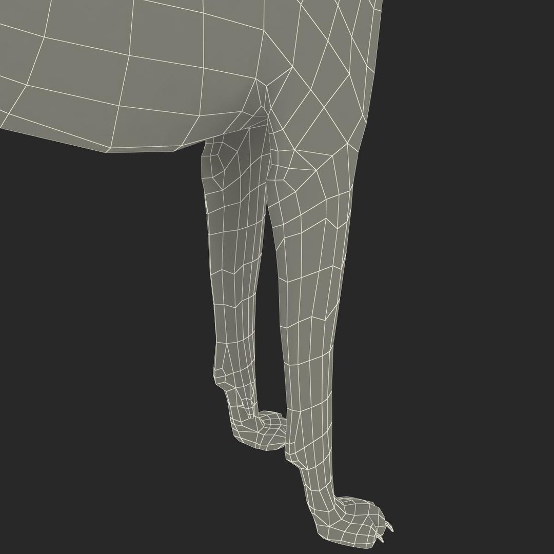 Maya Australian Greyhound 2 Fur