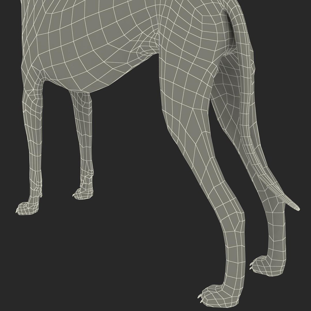 Maya Australian Greyhound 2 Fur