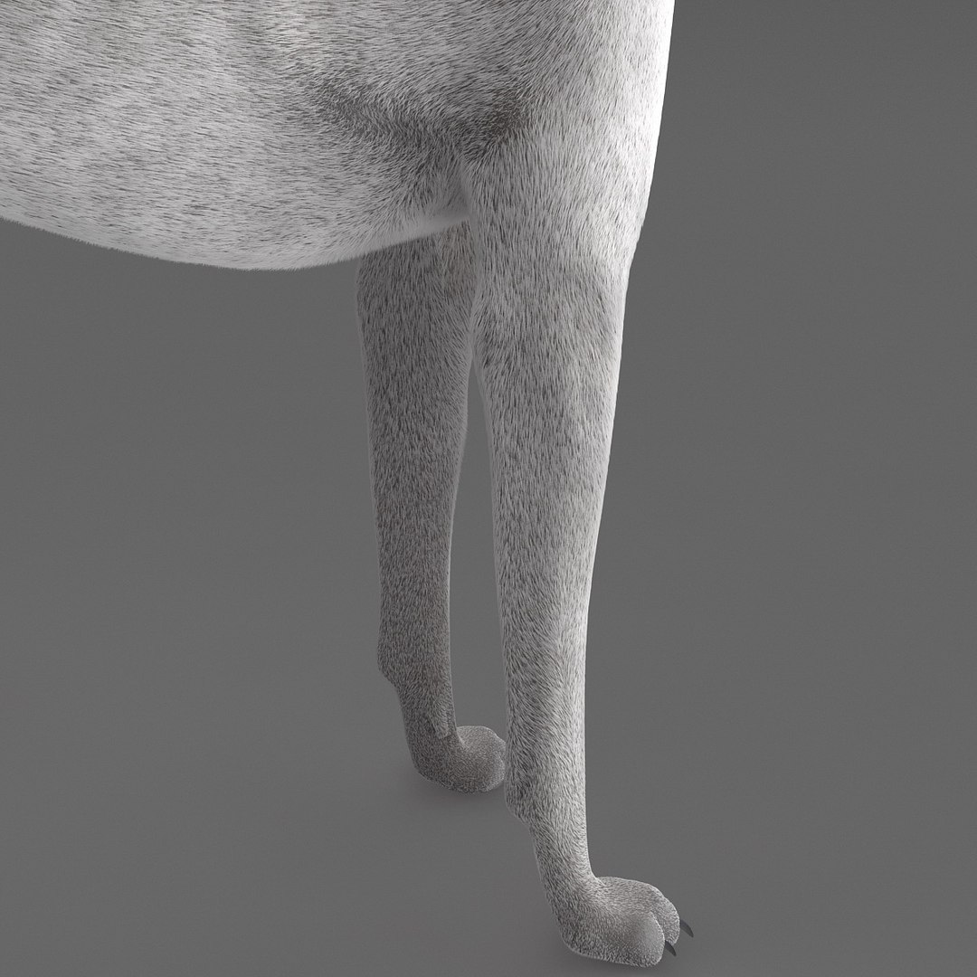 Maya Australian Greyhound 2 Fur