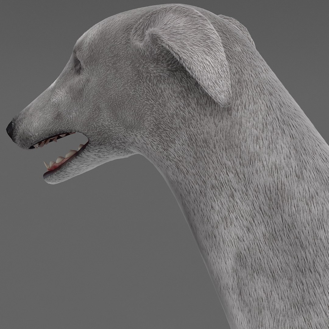 Maya Australian Greyhound 2 Fur