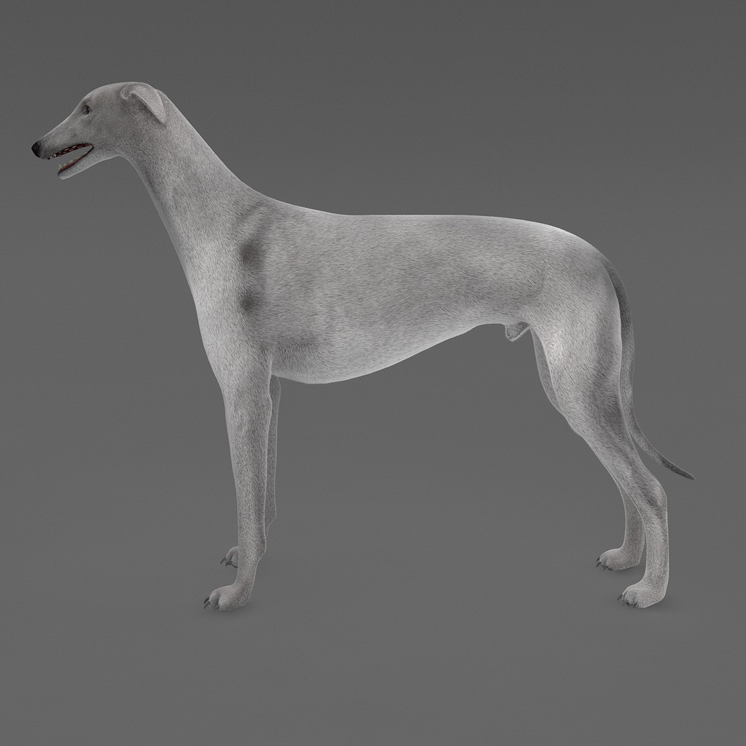 Maya Australian Greyhound 2 Fur
