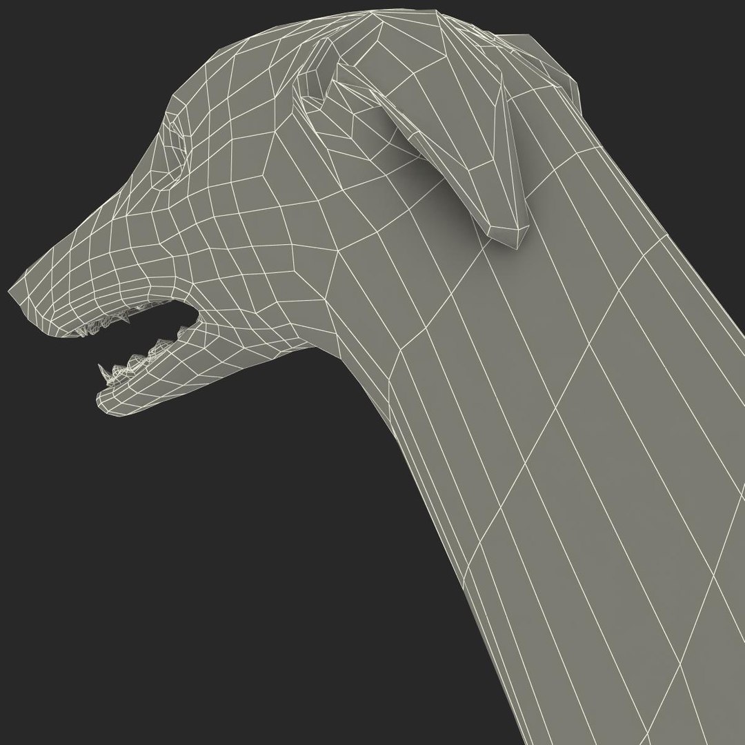 Maya Australian Greyhound 2 Fur