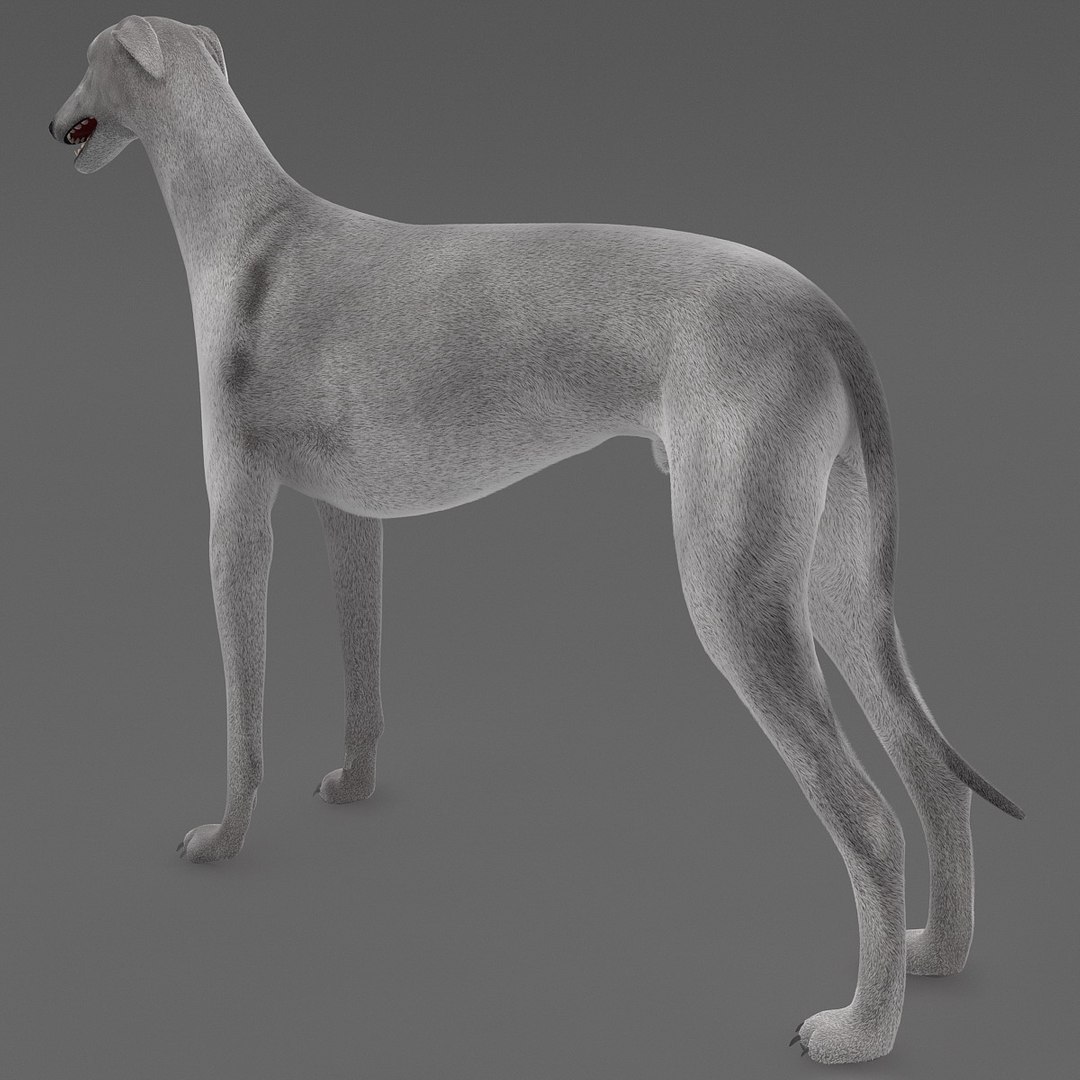 Maya Australian Greyhound 2 Fur