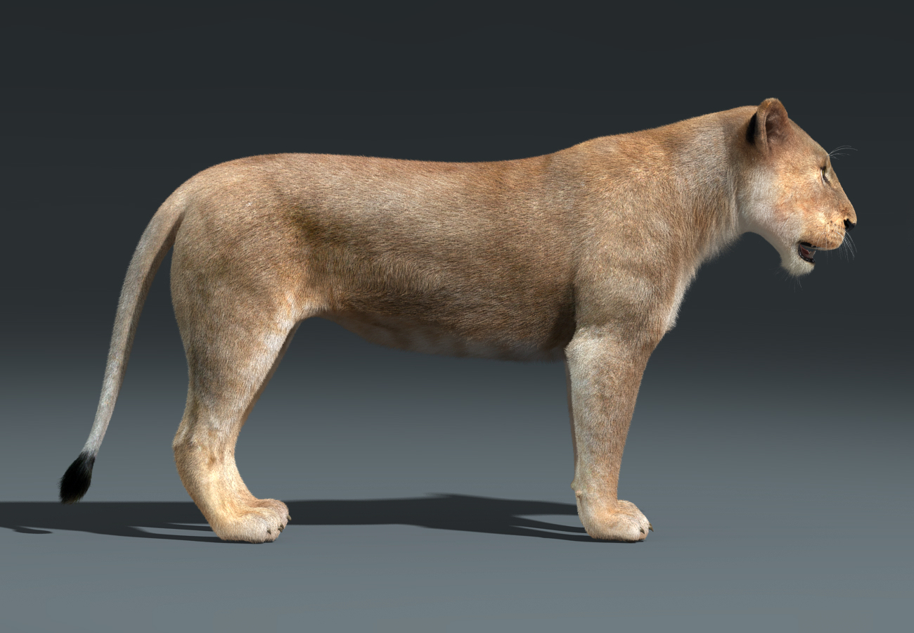 lioness fur animation 3d max