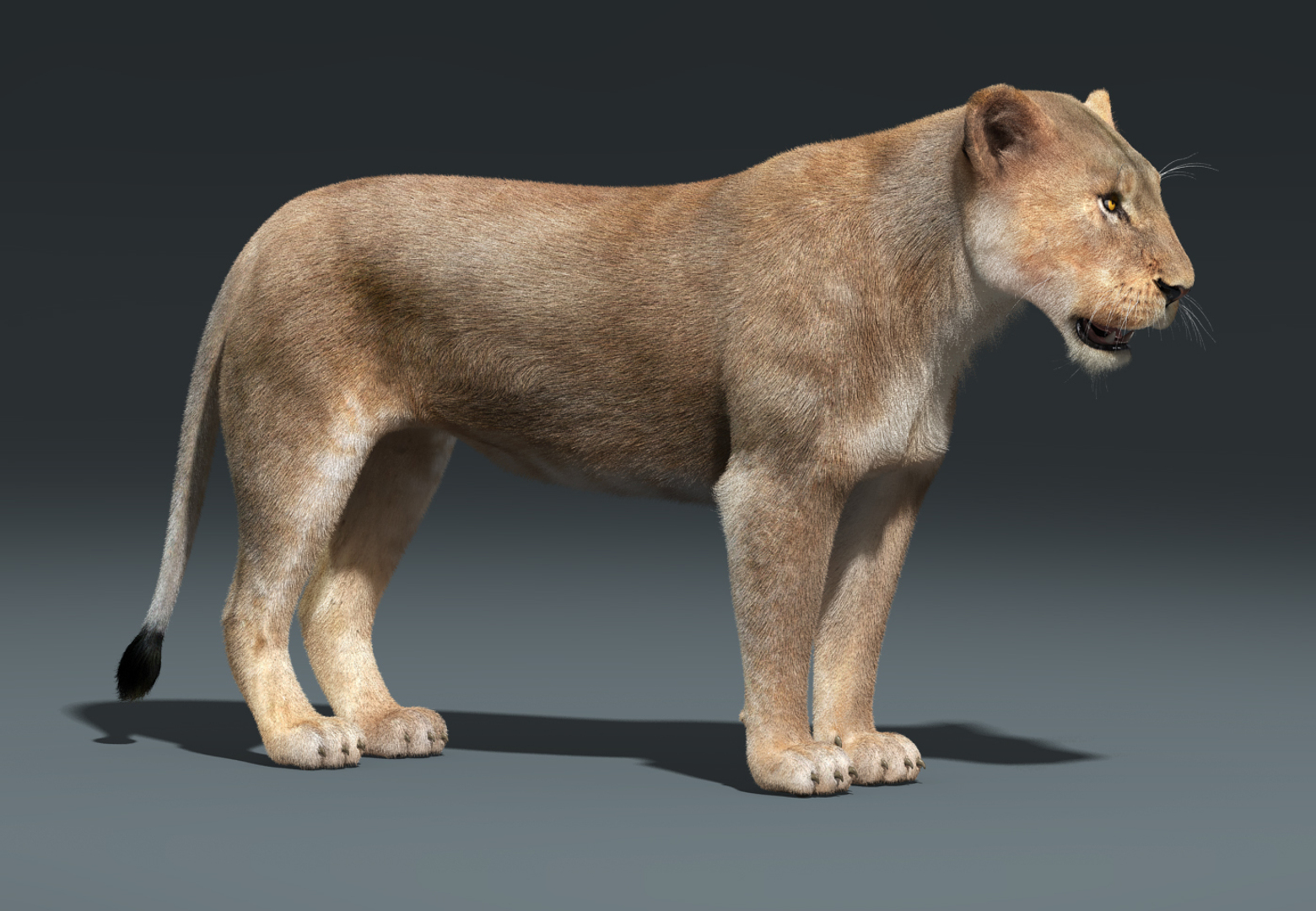 lioness fur animation 3d max