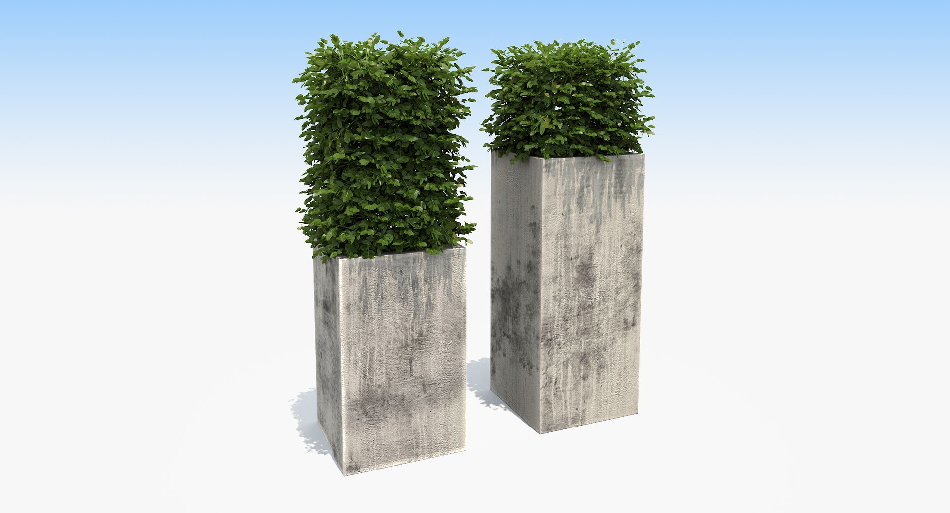 Boxwood Shrubs Modern Column 3d Max