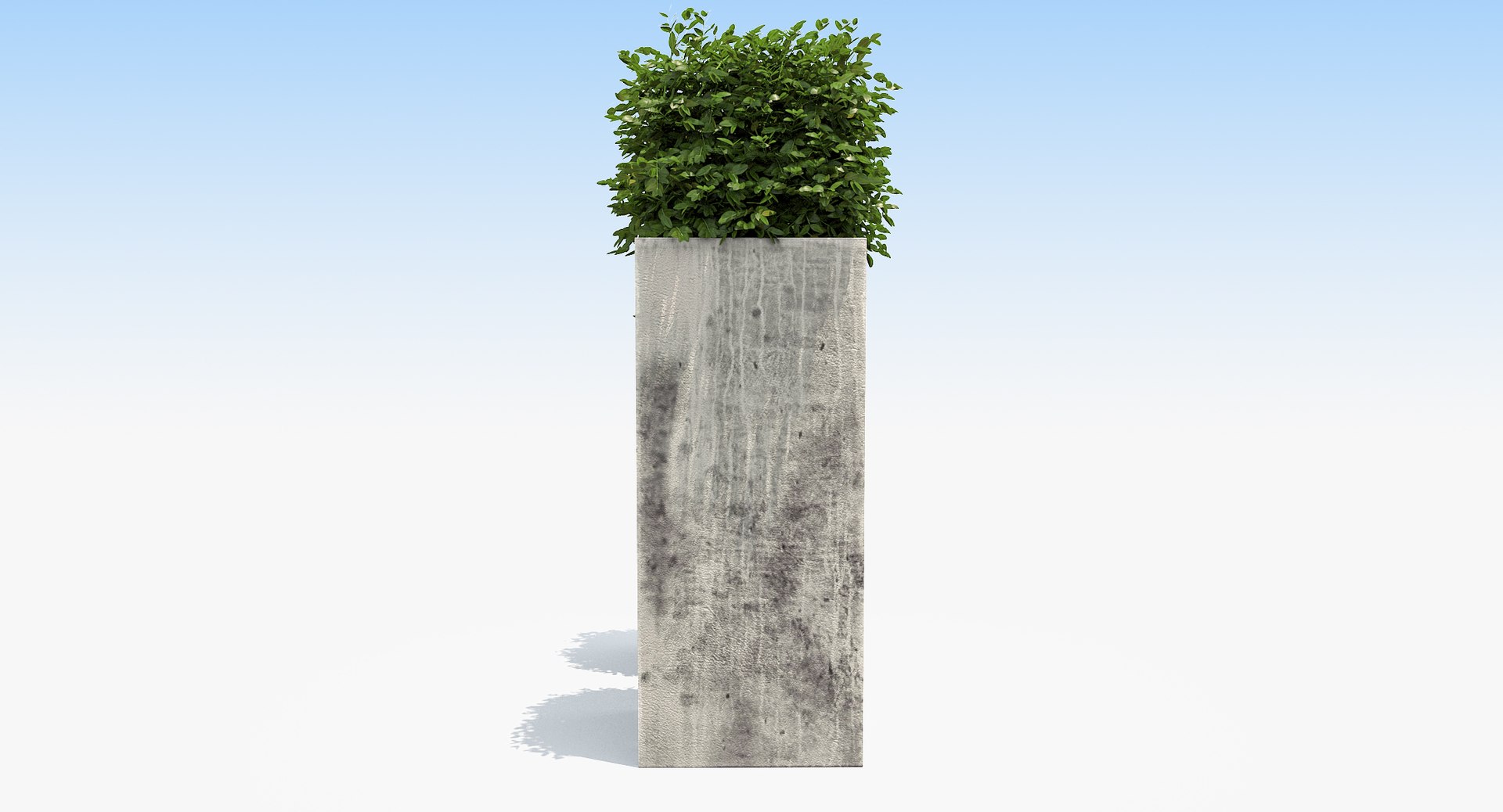 Boxwood Shrubs Modern Column 3d Max