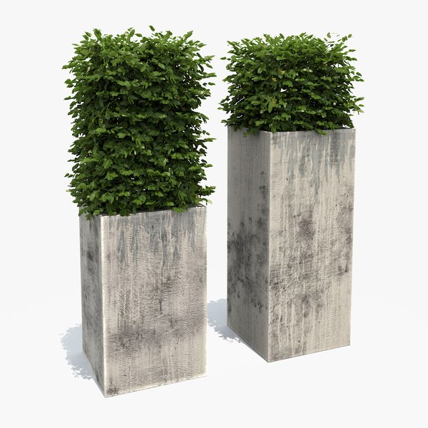 boxwood shrubs modern column 3d max