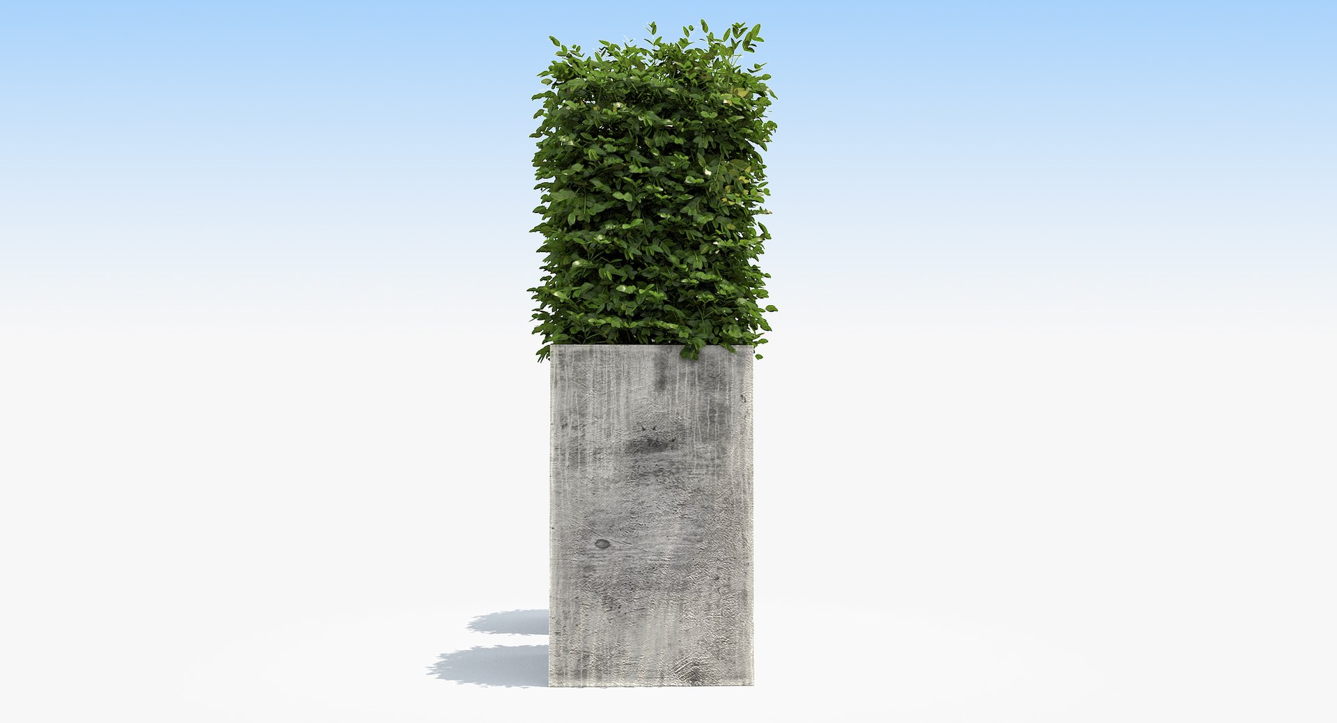Boxwood Shrubs Modern Column 3d Max