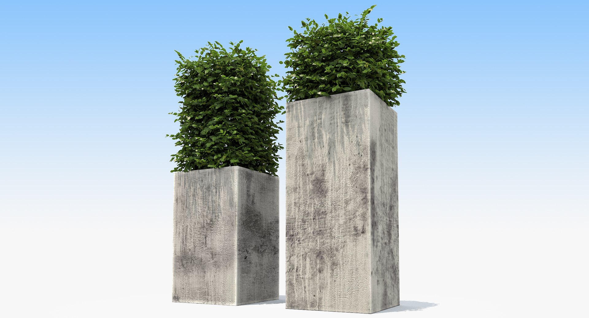 Boxwood Shrubs Modern Column 3d Max