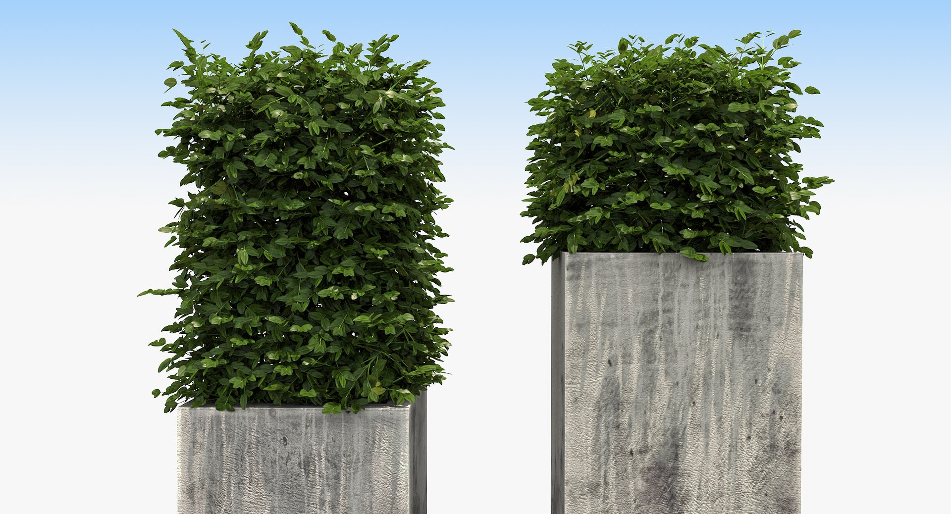 Boxwood Shrubs Modern Column 3d Max