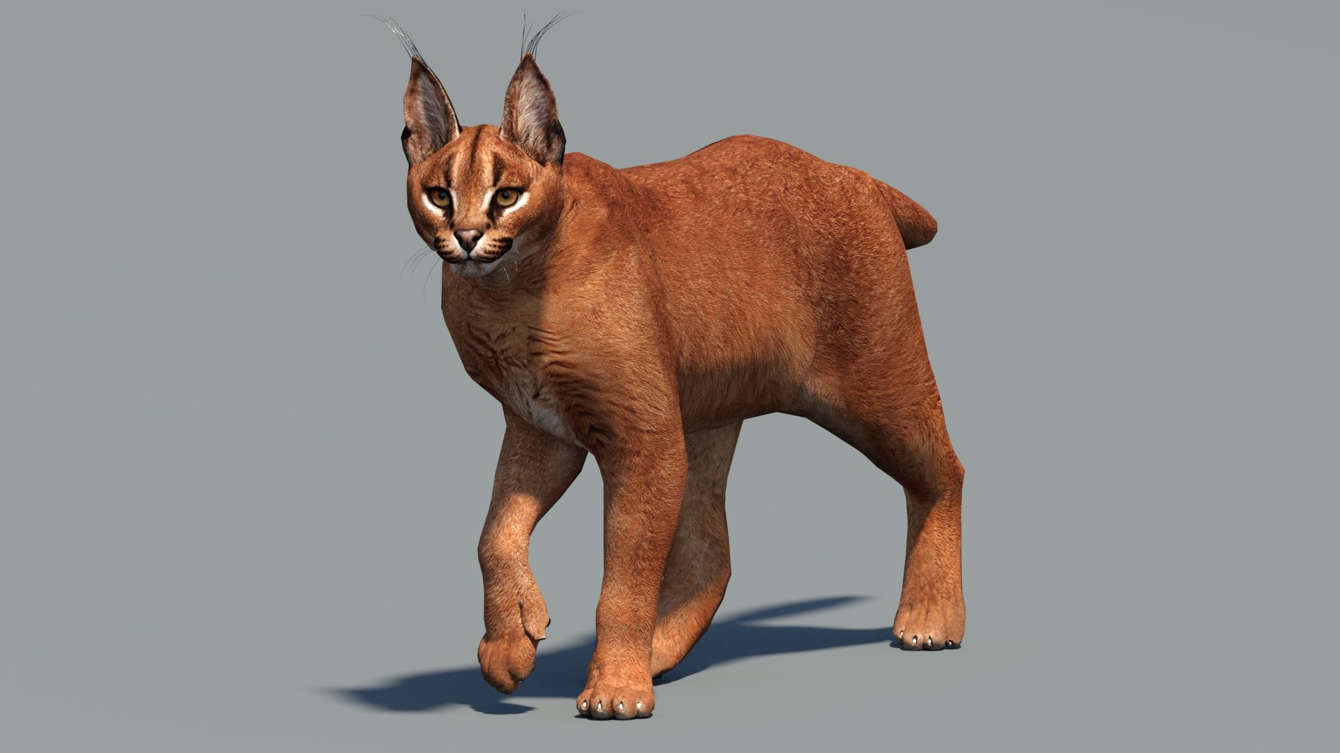 Animated Caracal Low Poly 3D Model - TurboSquid 2332266