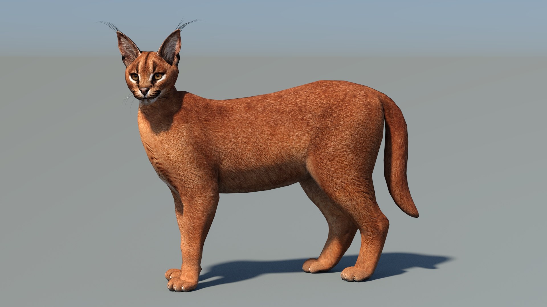 Animated Caracal Low Poly 3D Model - TurboSquid 2332266