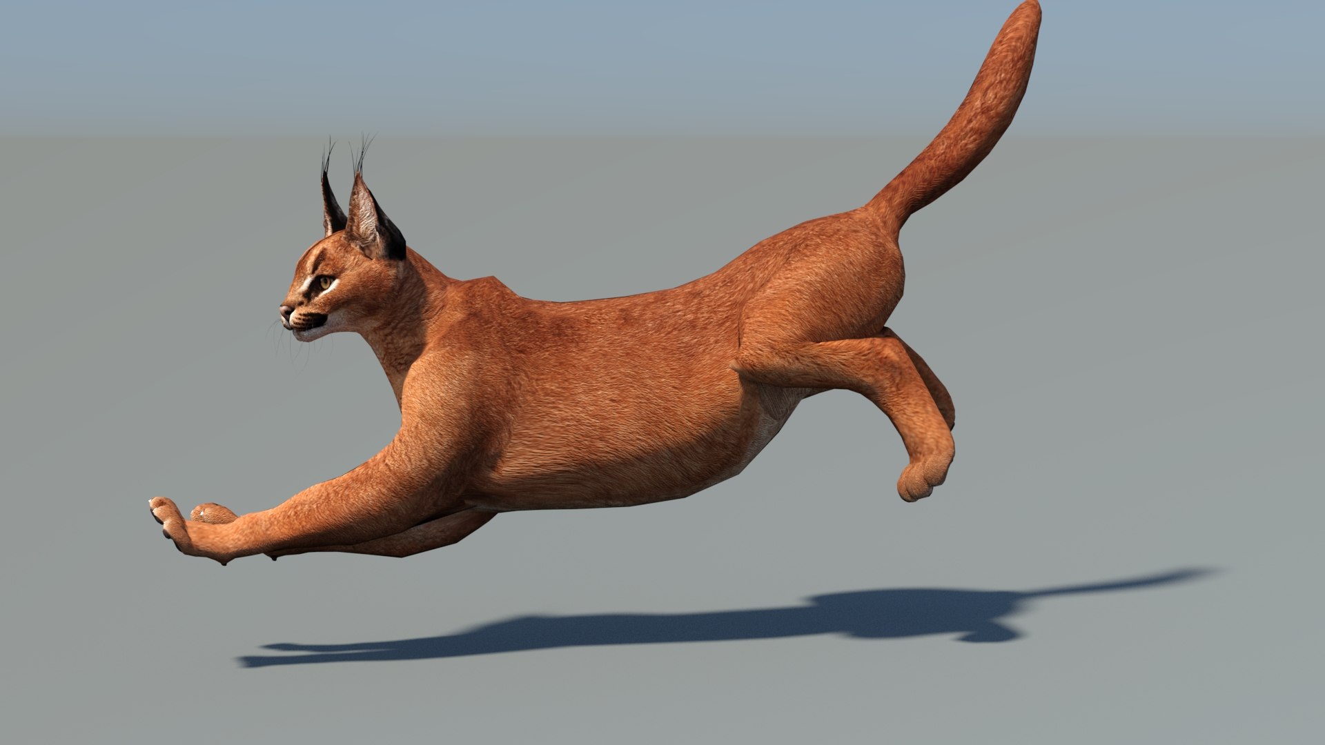 Animated Caracal Low Poly 3D Model - TurboSquid 2332266