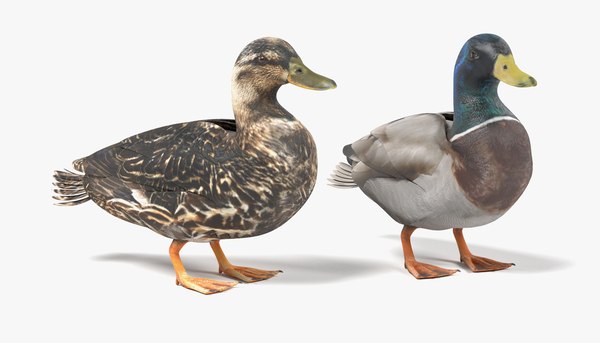 Duck Blender Models for Download | TurboSquid