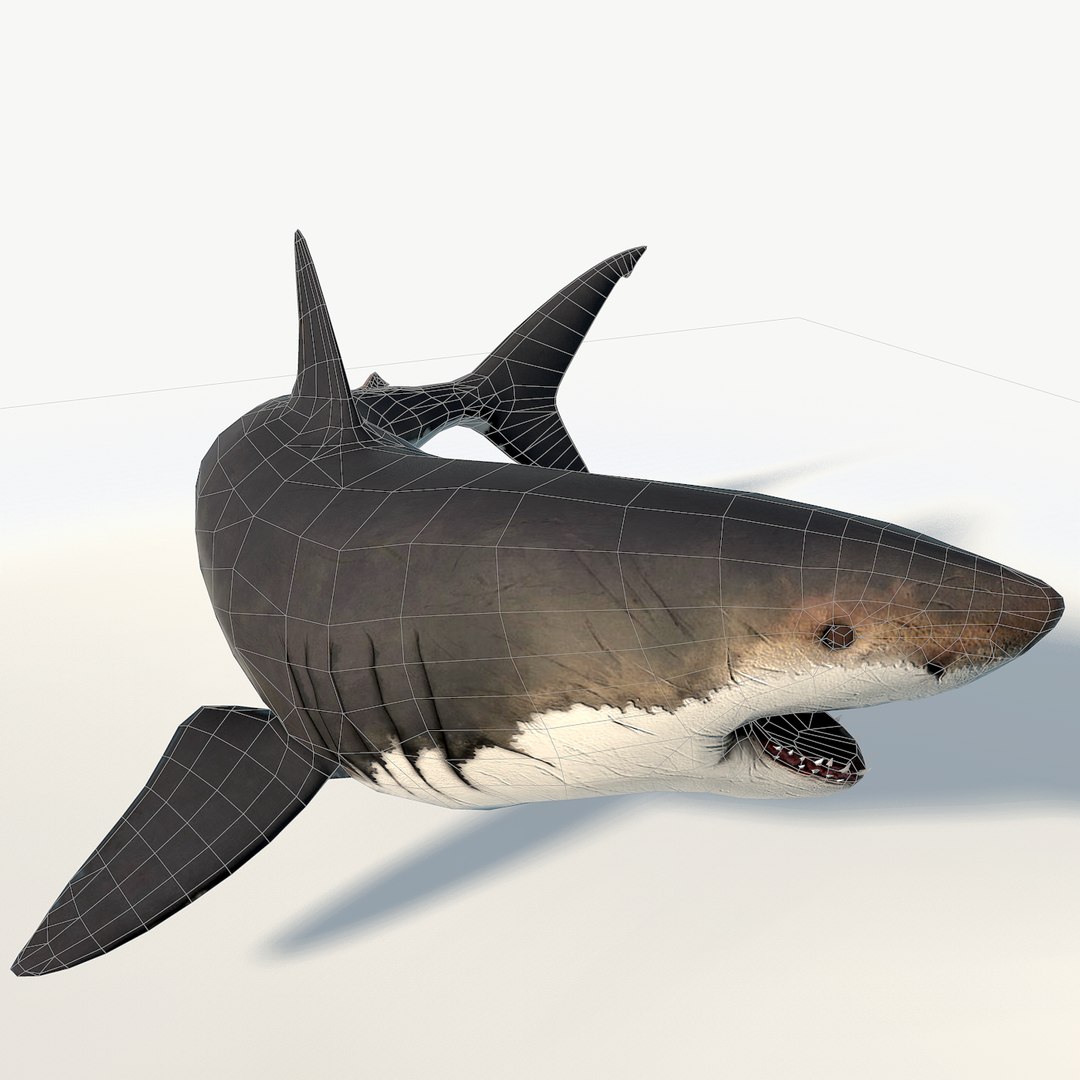 realistic rigged great white 3d model